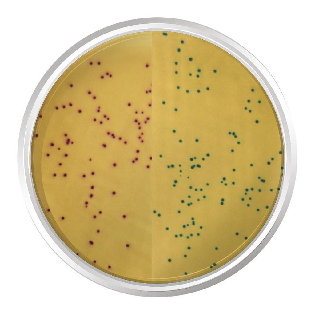 Agar Cromogênico Mrsa Base Modificado. Frasco 500 G ...