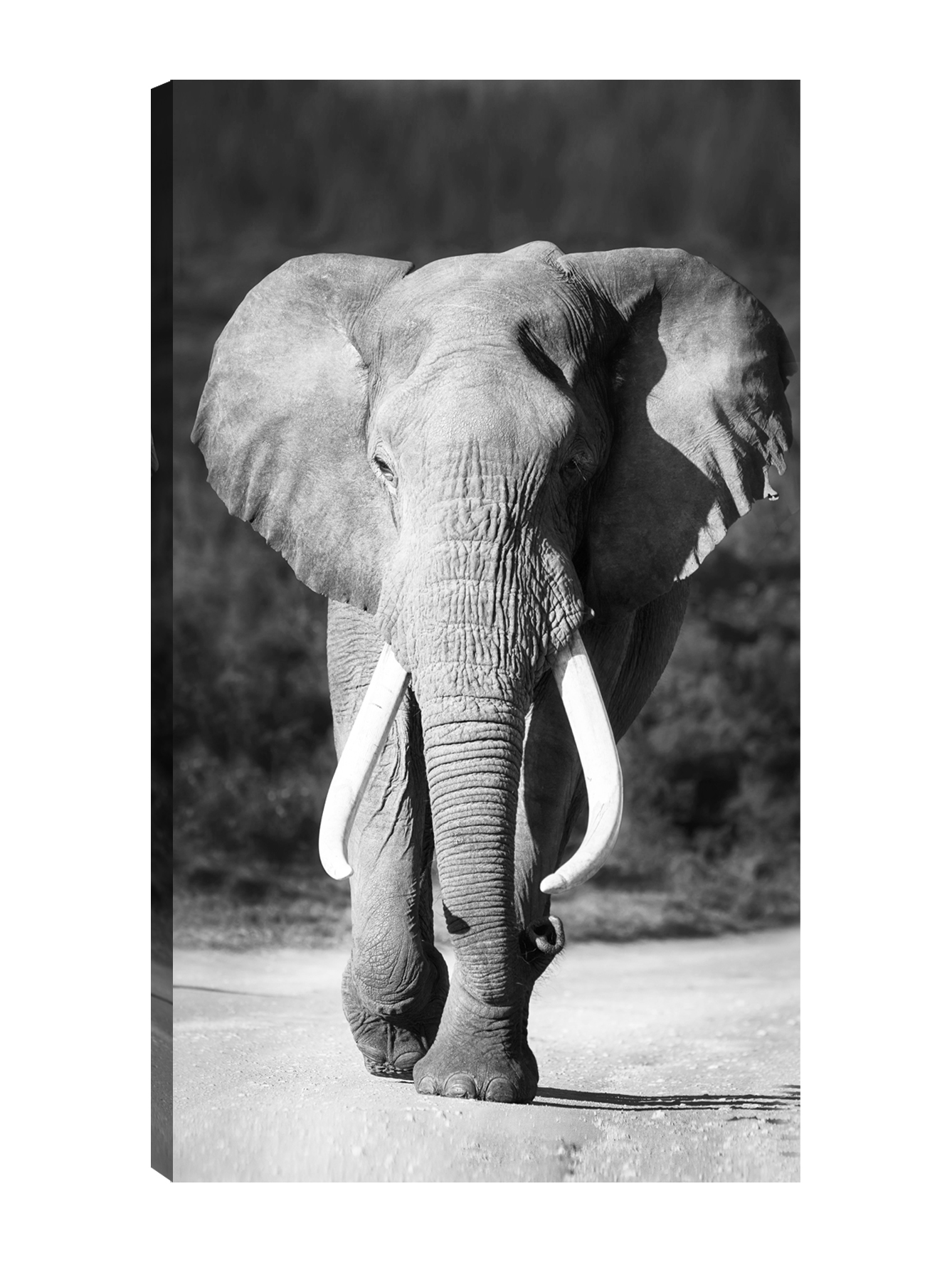\quadro Elefante Preto e Branco Vertical - Atelier Valverde - quadros e ...