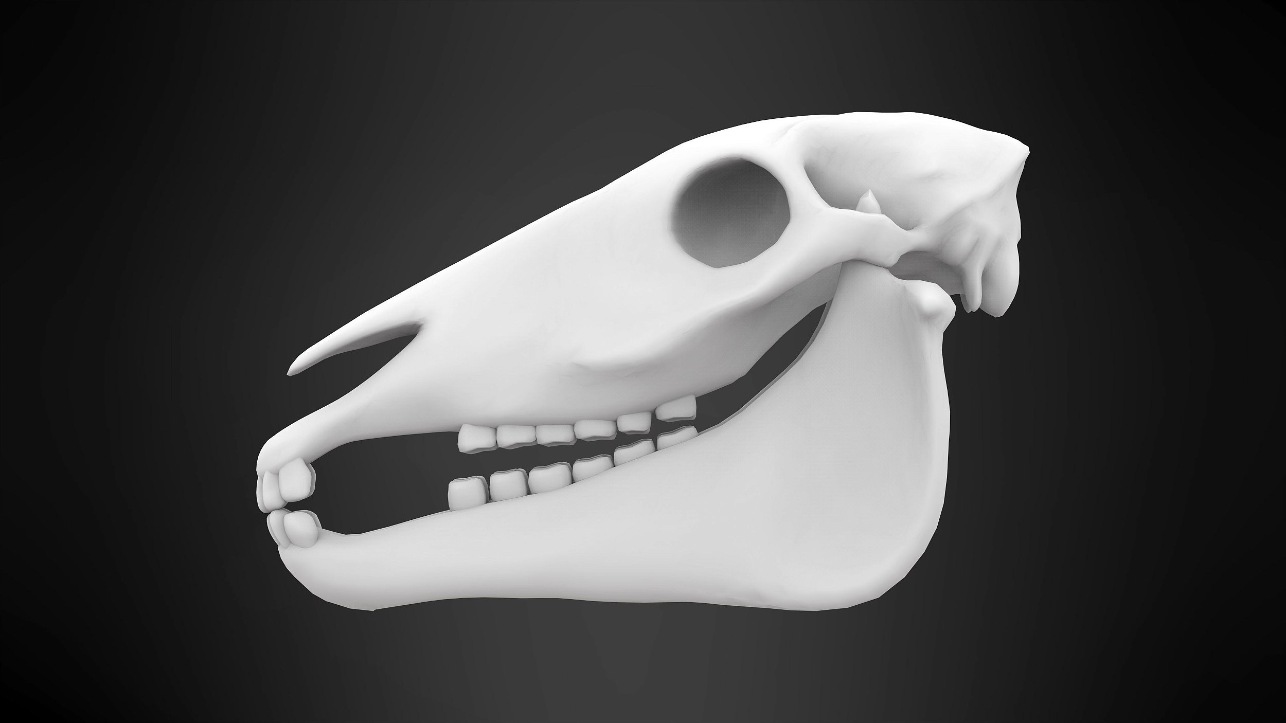 Anatomia Do Crânio Equino Cb3d Printing