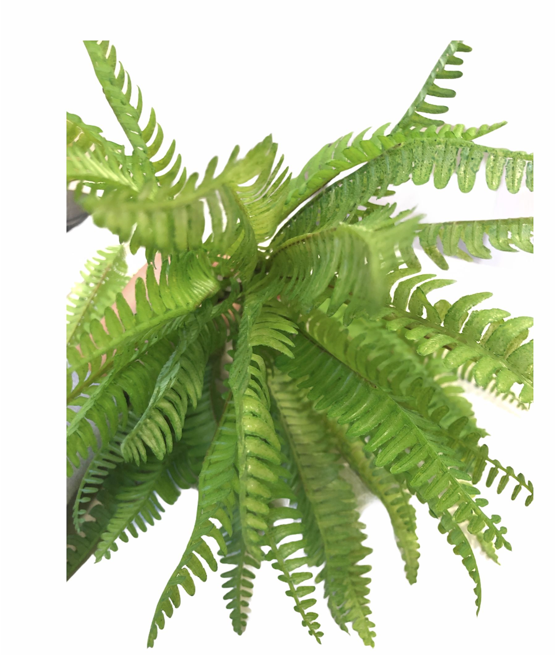 Buque Mini Samambaia Planta Artificial 35 cm Folhagem Decorativa ...