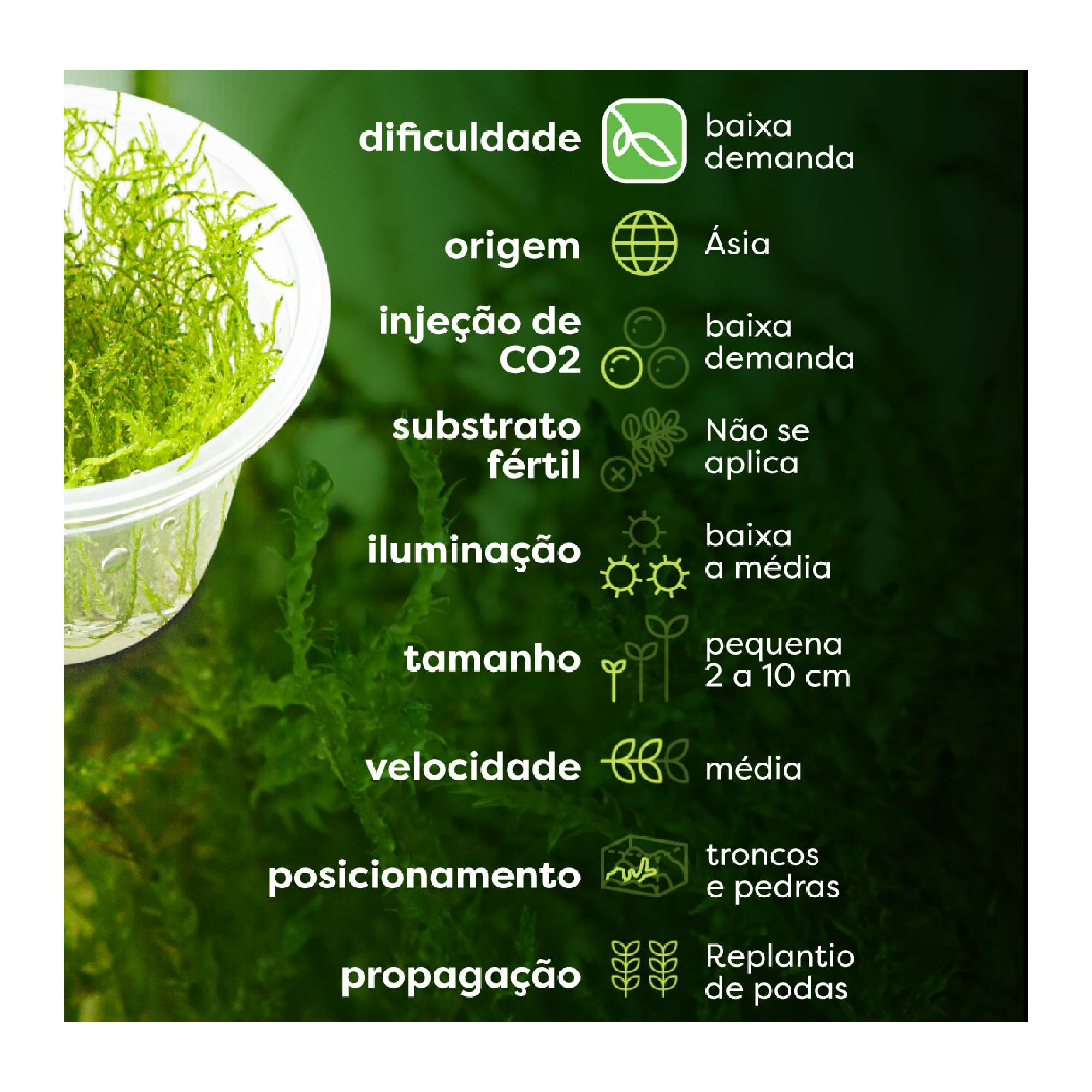 Musgo Para Aquário Taxiphyllum sp. 'spiky moss' - AquaPlante ...