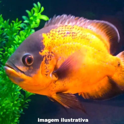 Oscar Bronze Peq. - 3 a 6 cm (Astronotus ocelatus) - Pró-Aquarista