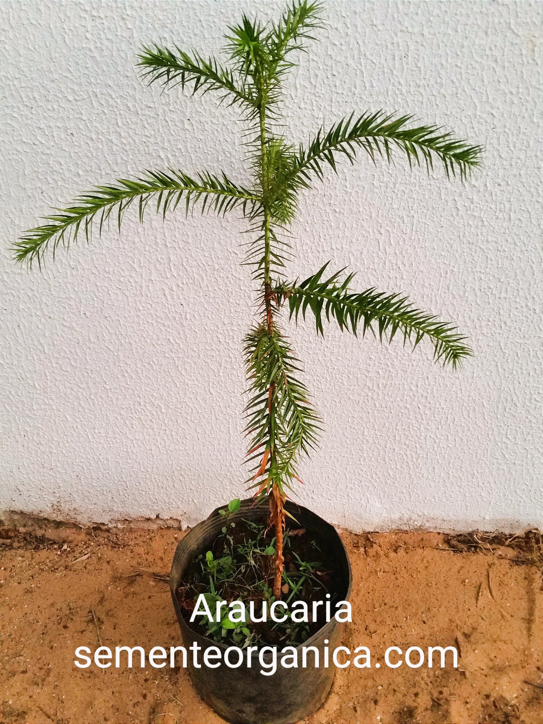 Muda de Pinheiro Brasileiro Araucária Angustifolia - Semente Orgânica ...
