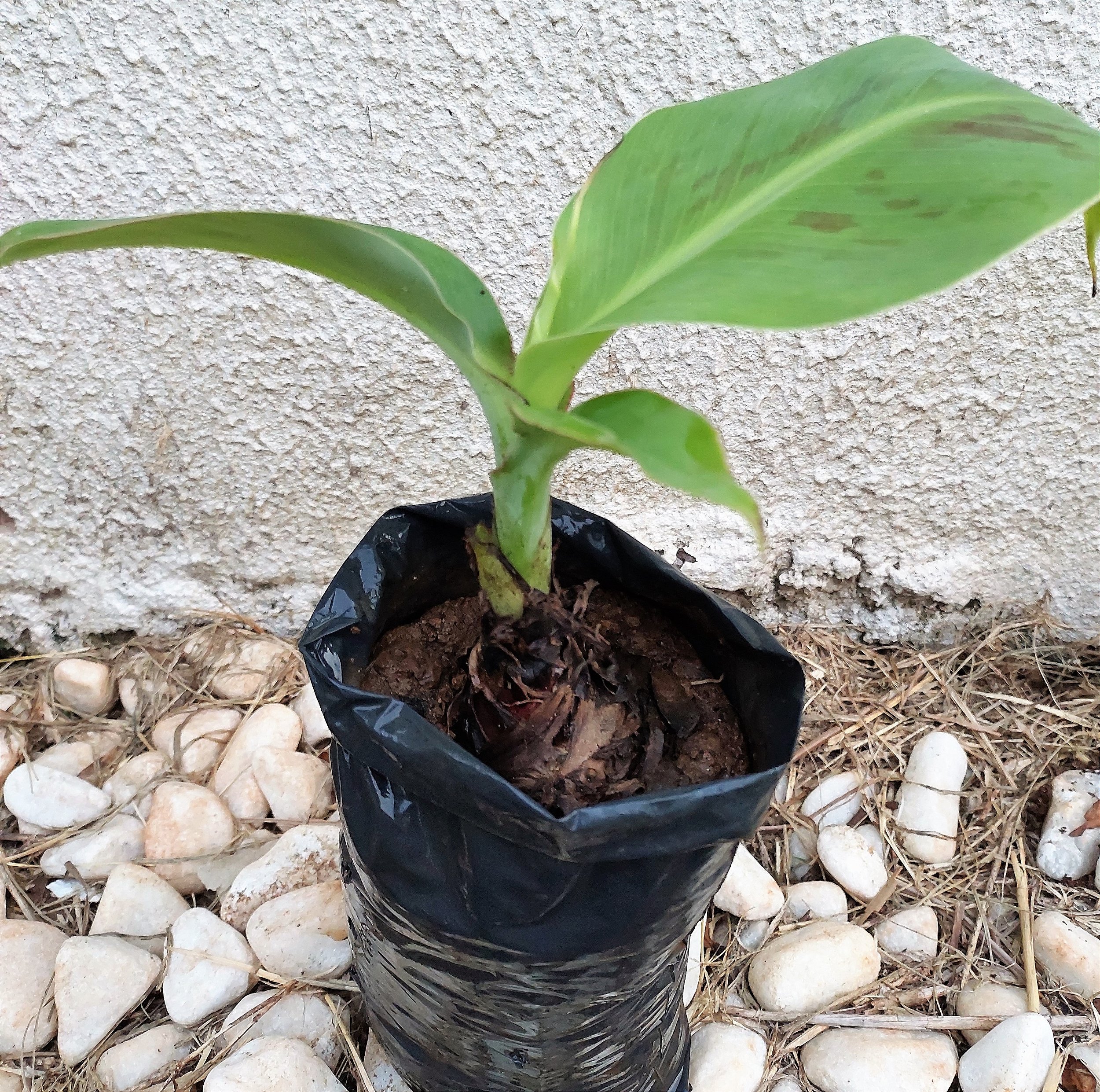 Muda de Banana da Terra com 40 cm - Semente Orgânica - Mudas, Sementes ...