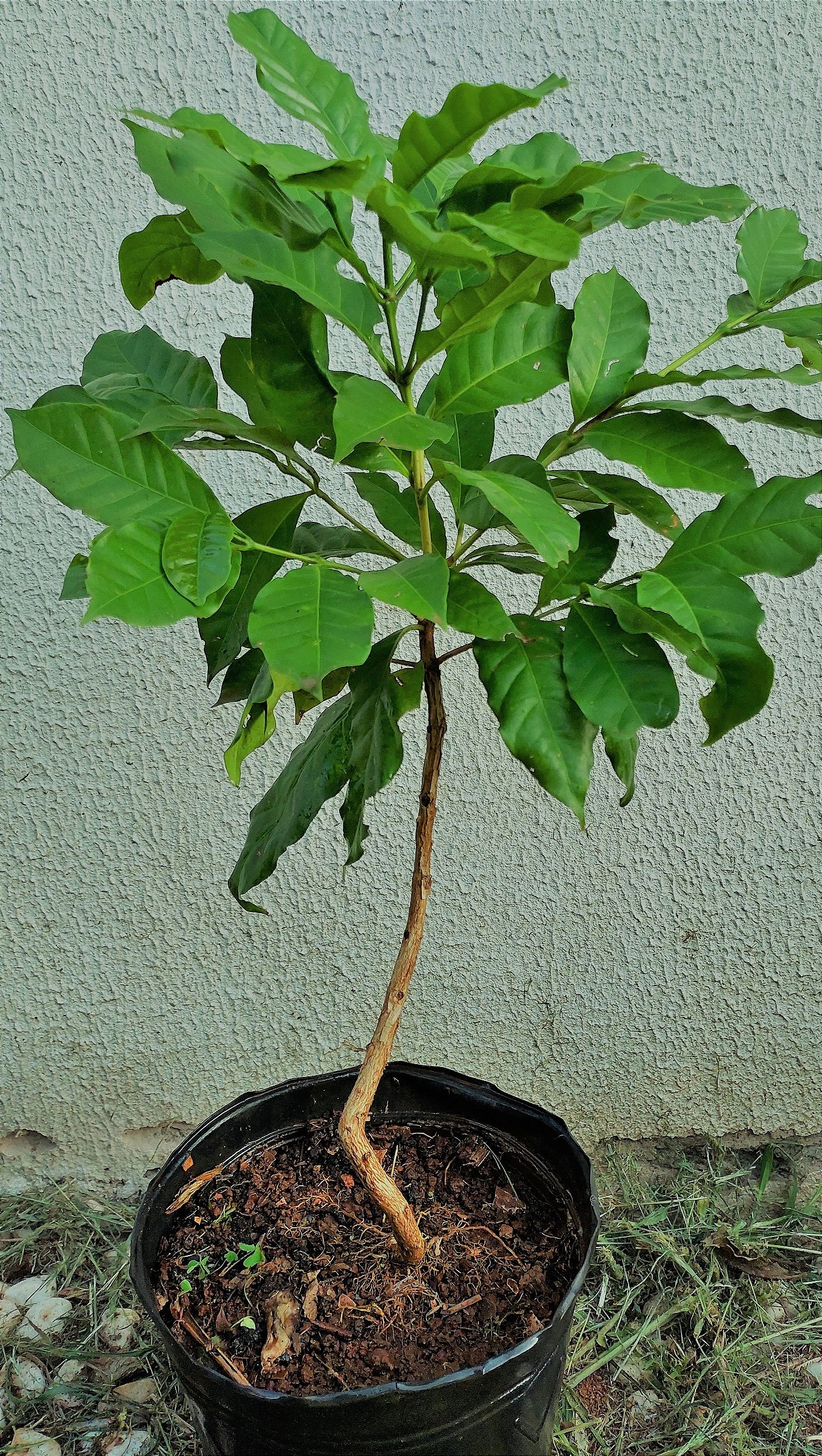 Muda de Café Arábica com 100 cm Produza Café em Casa - Semente Orgânica ...