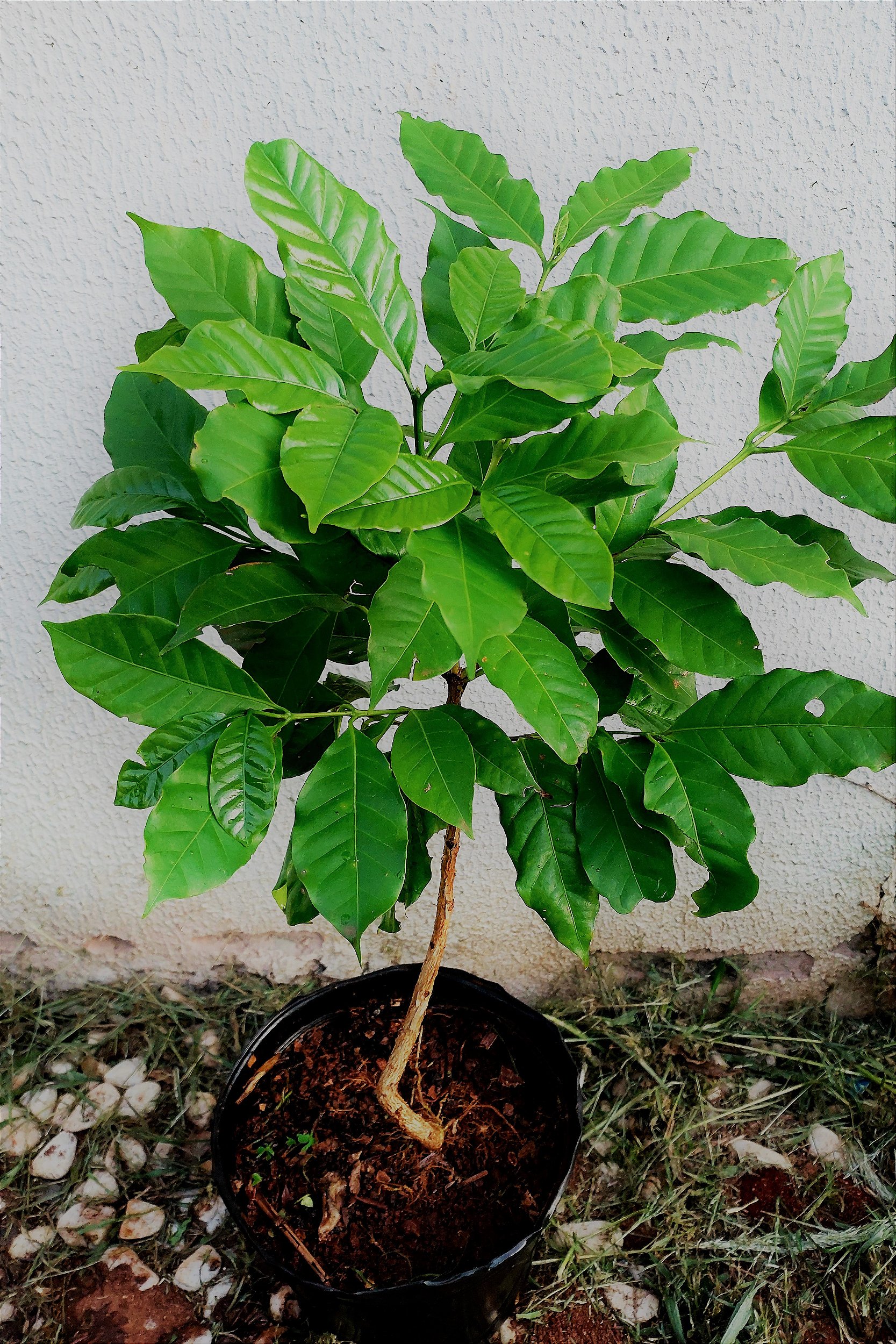 Muda de Café Arábica com 100 cm Produza Café em Casa - Semente Orgânica ...