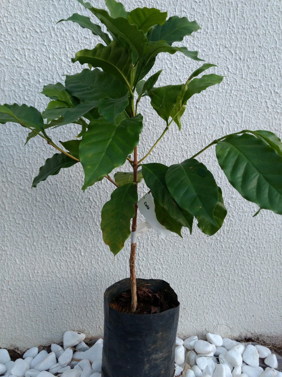 Muda de Café Arábica com 50 cm Produza Café no Quintal - Semente ...