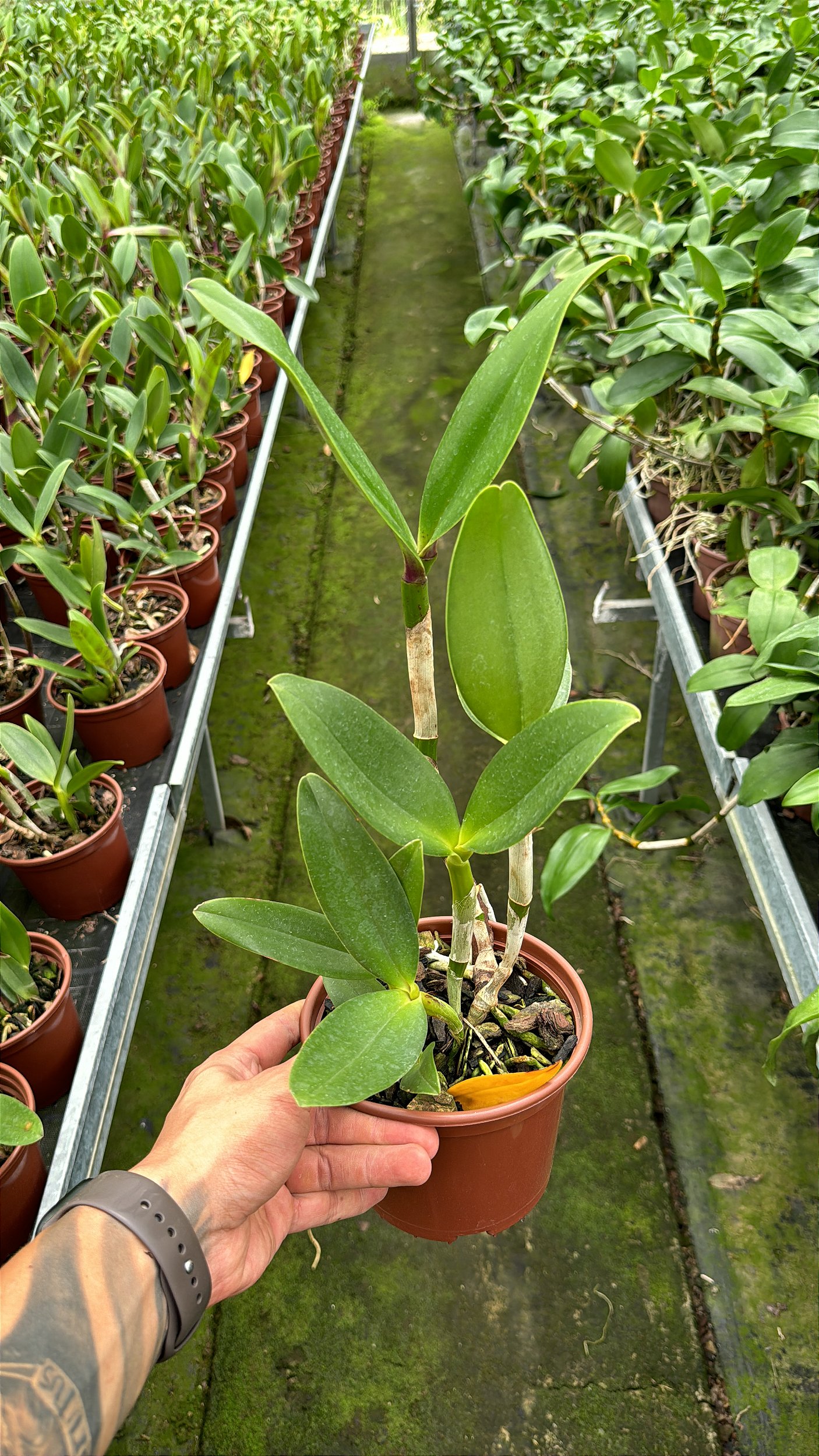 Blc. Durigan Aries - Adulta - Orquidário Suzuki