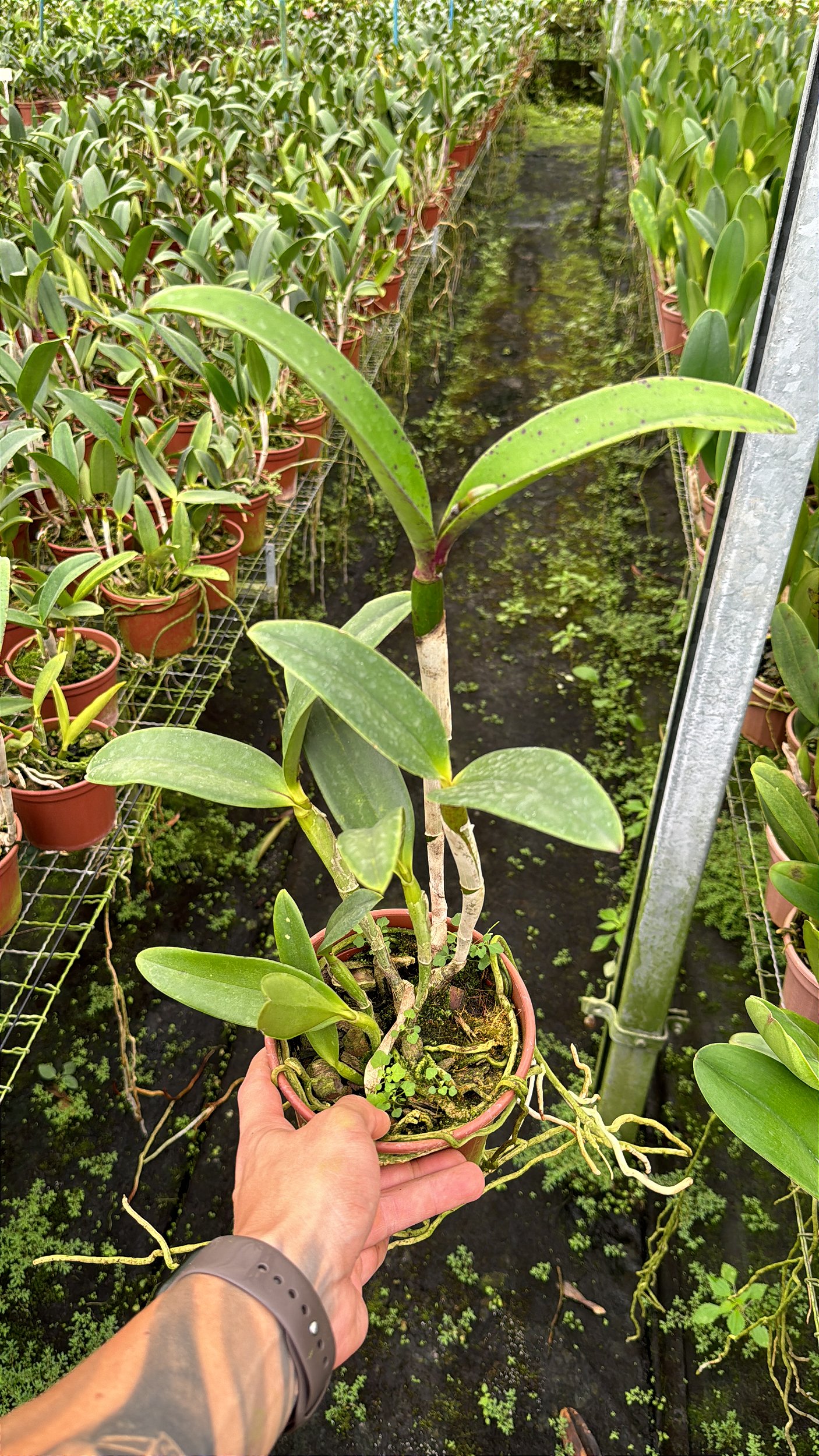 Blc. Durigan Big Spot's - Adulta - Orquidário Suzuki