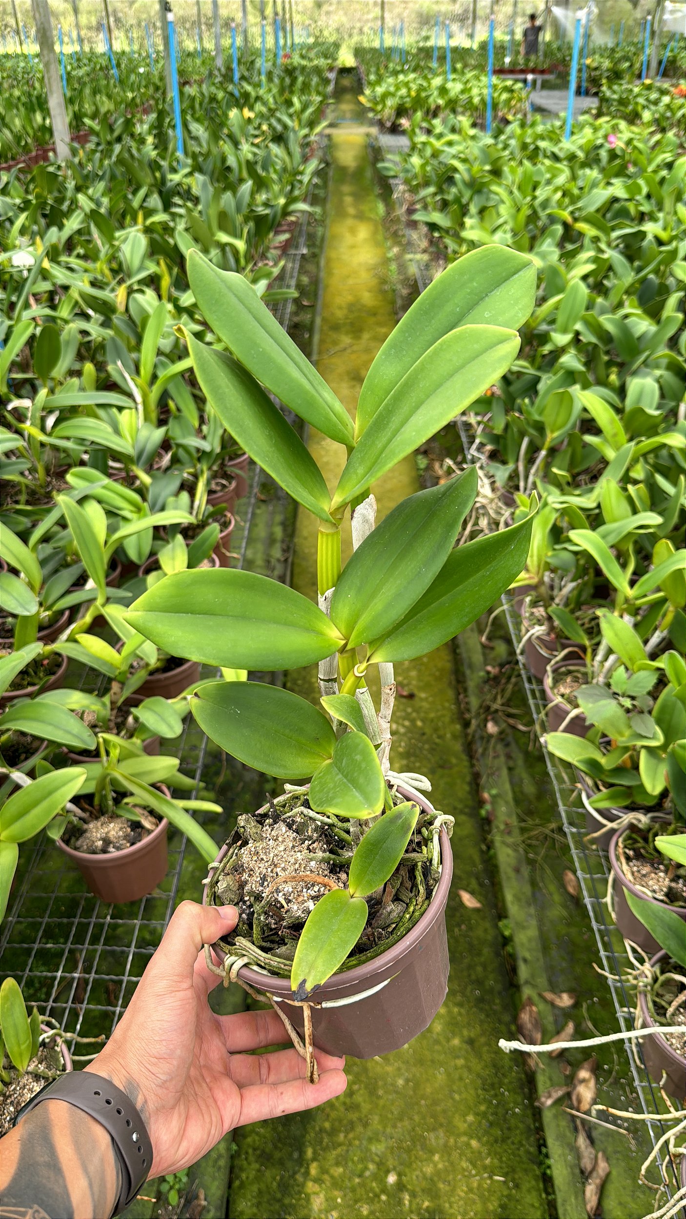 Blc. Durigan Gemini - Adulta - Orquidário Suzuki
