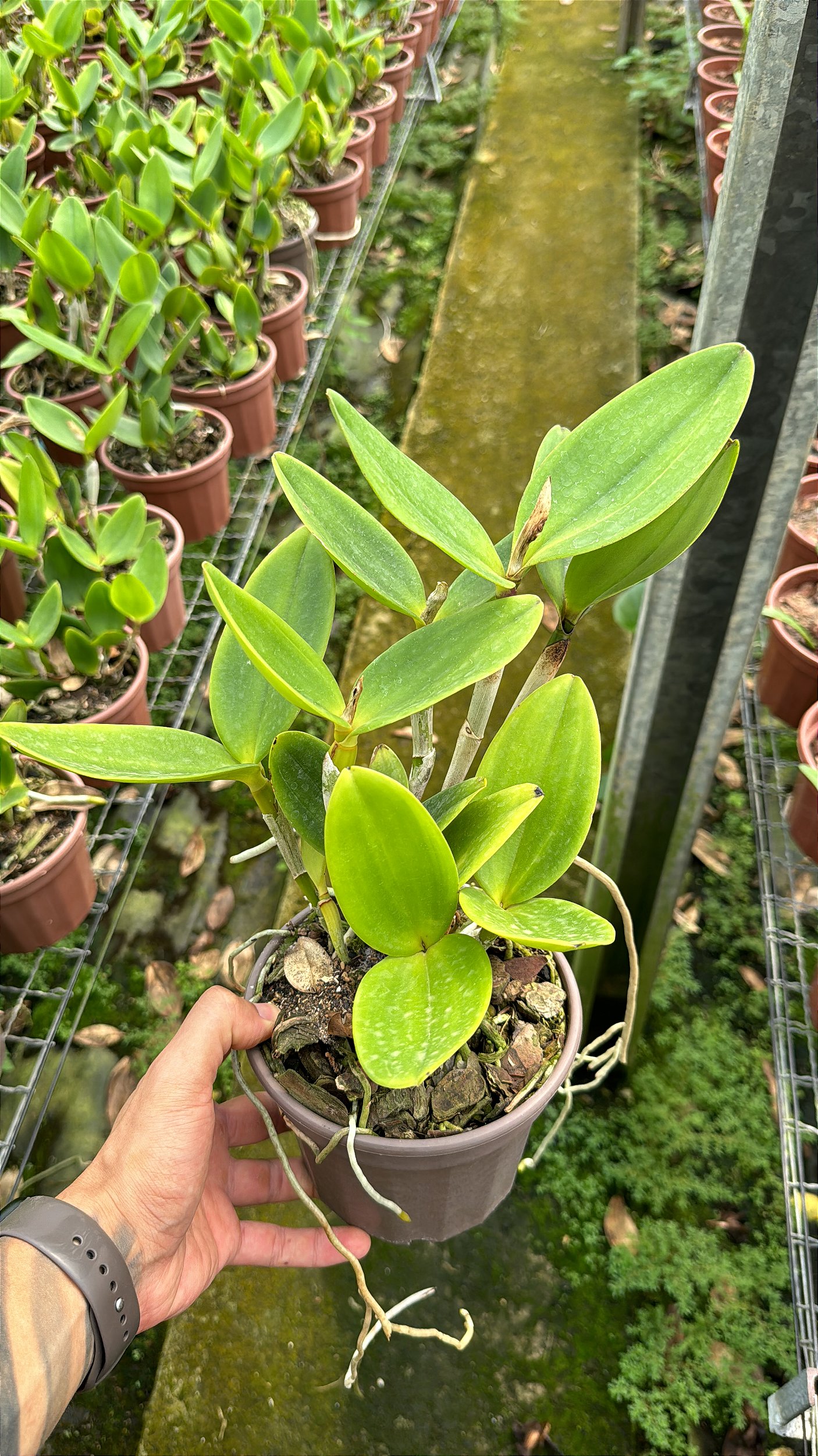 Blc. Durigan Rosada - Adulta - Orquidário Suzuki