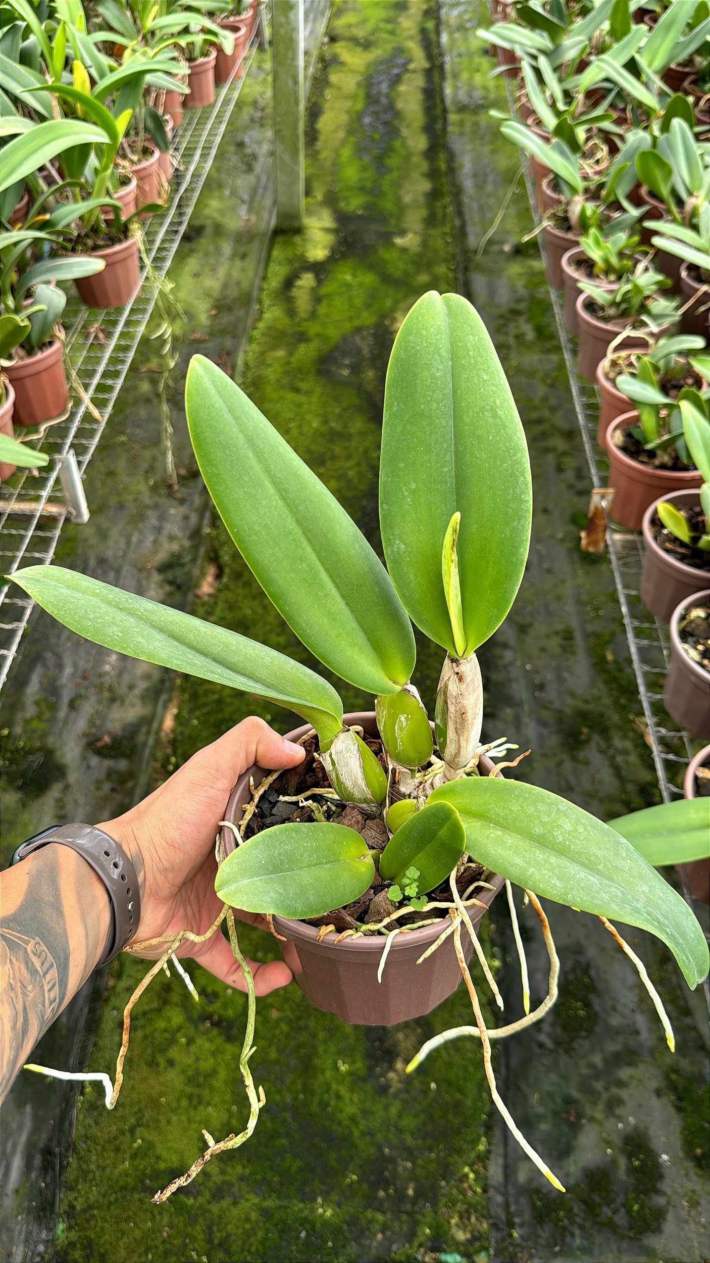 Blc. Melody Fair 'Carol' - Adulta - Orquidário Suzuki