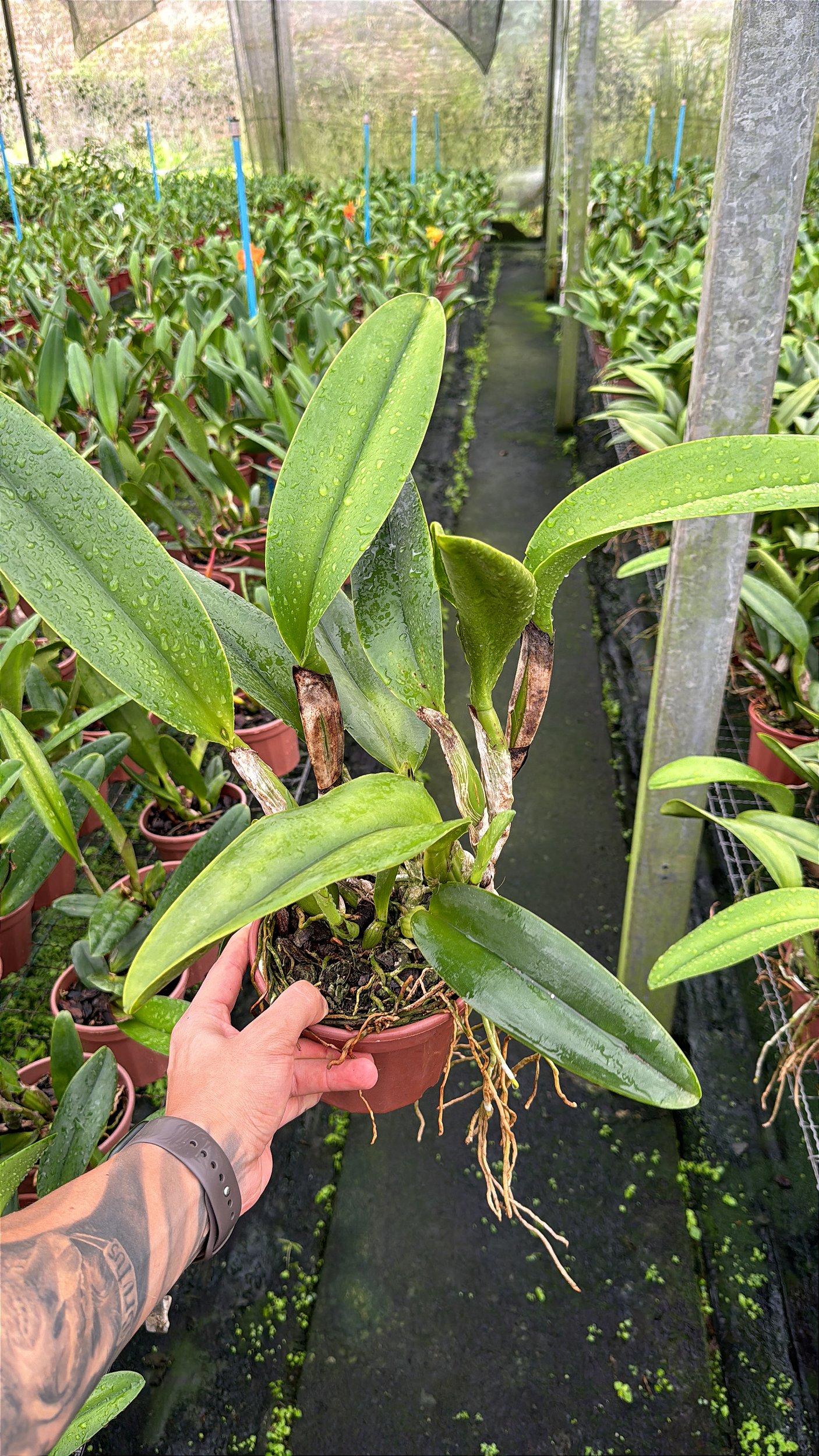 Blc. Mirian Suzuki 'Red Stone' - Adulta - Orquidário Suzuki