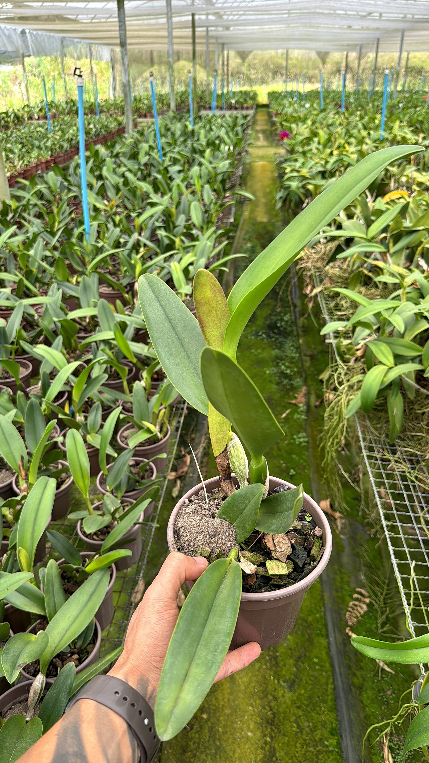 Blc. Mirian Suzuki 'Red' - Adulta - Orquidário Suzuki