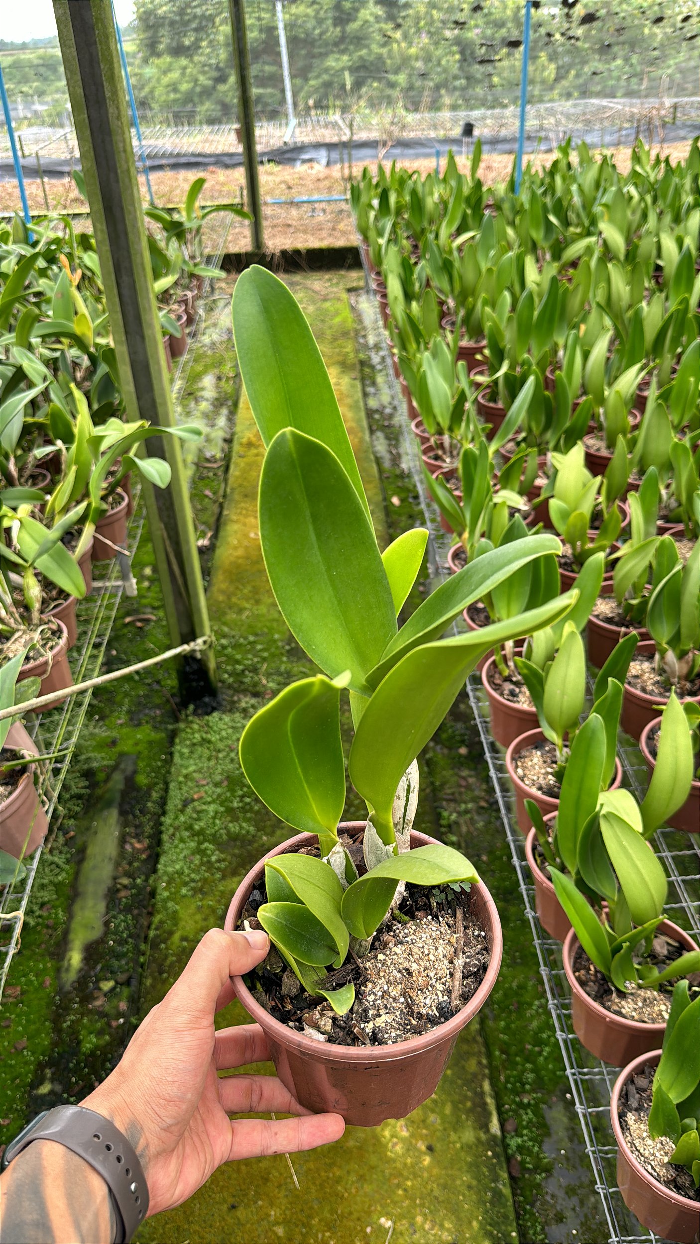 Blc. Oriental Mambo 'Red Ribbon' - Adulta - Orquidário Suzuki