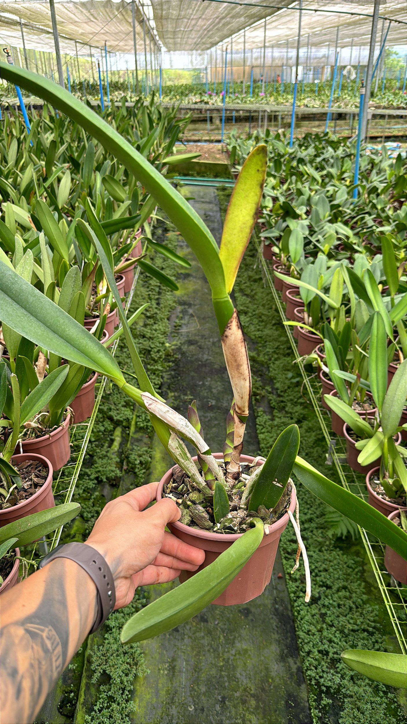 Blc. Red Crab - Adulta - Orquidário Suzuki