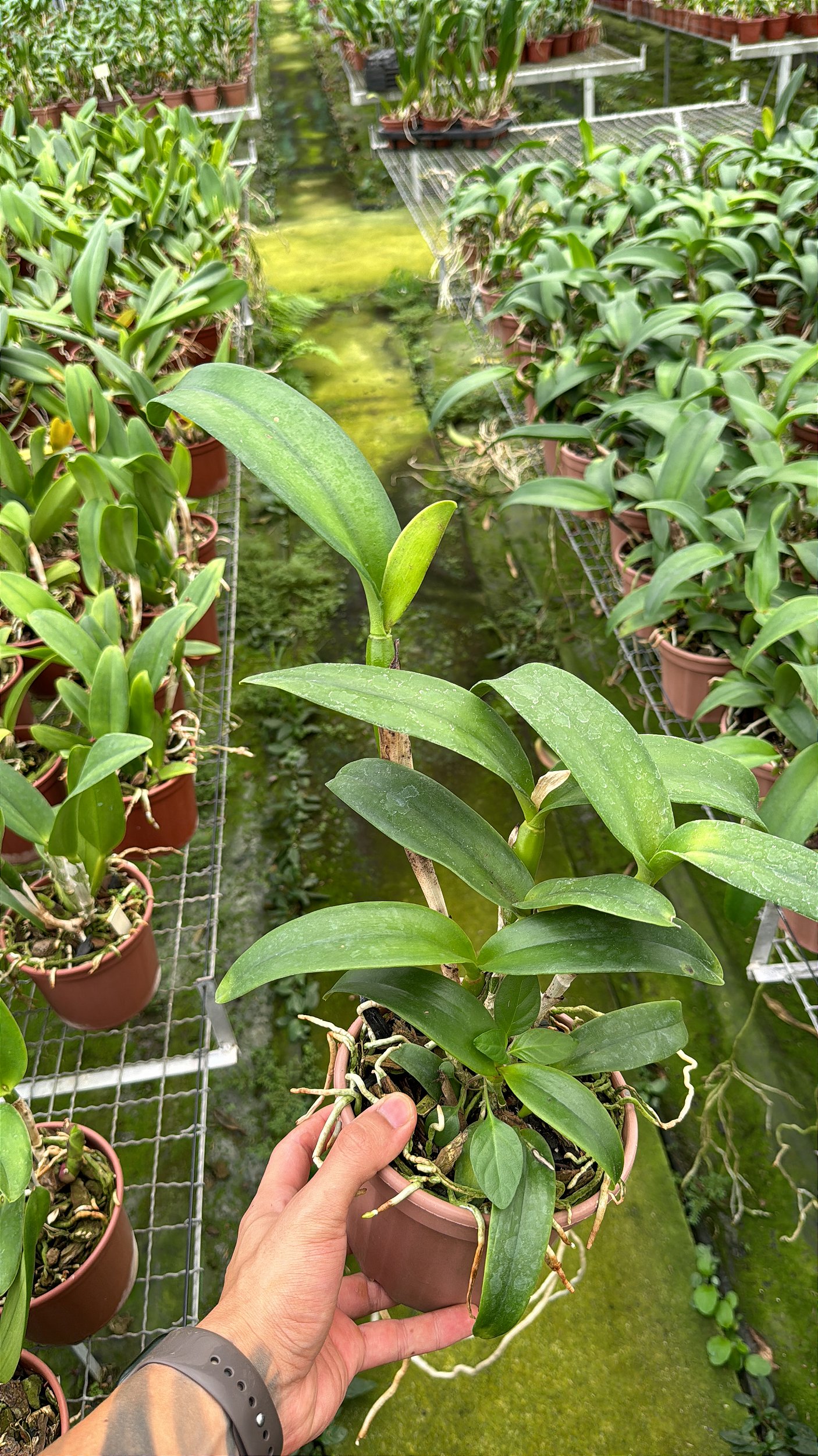 Blc. Suzuki's Red Star - Adulta - Orquidário Suzuki