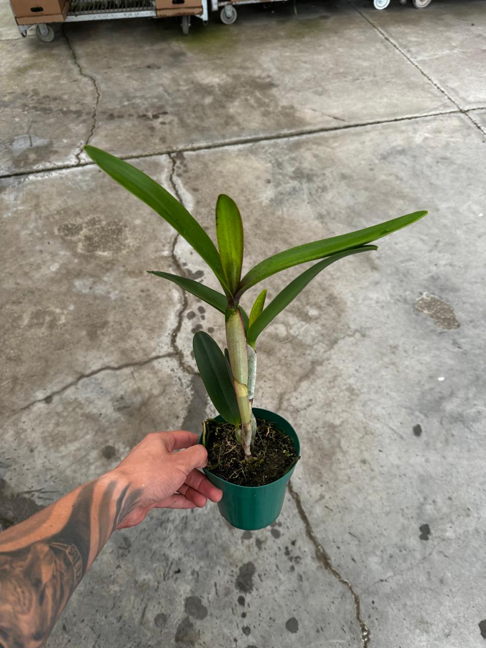 Laelia tenebrosa x (Cattleya harrisoniae x Cattleya loddigesii ...
