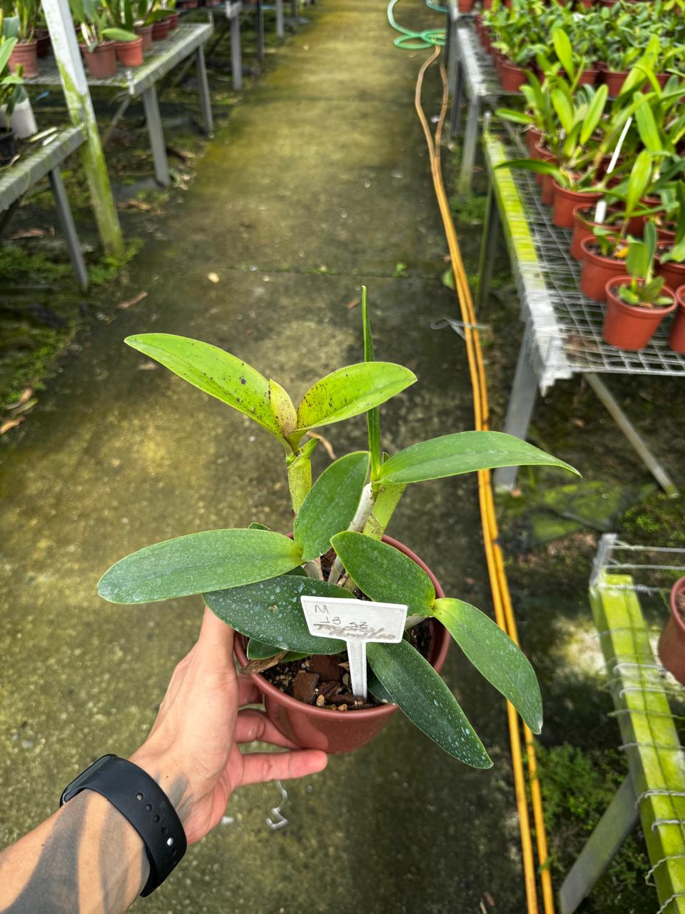 Cattleya Tropical Pointer 'Cheetah' - Adulta - Orquidário Suzuki