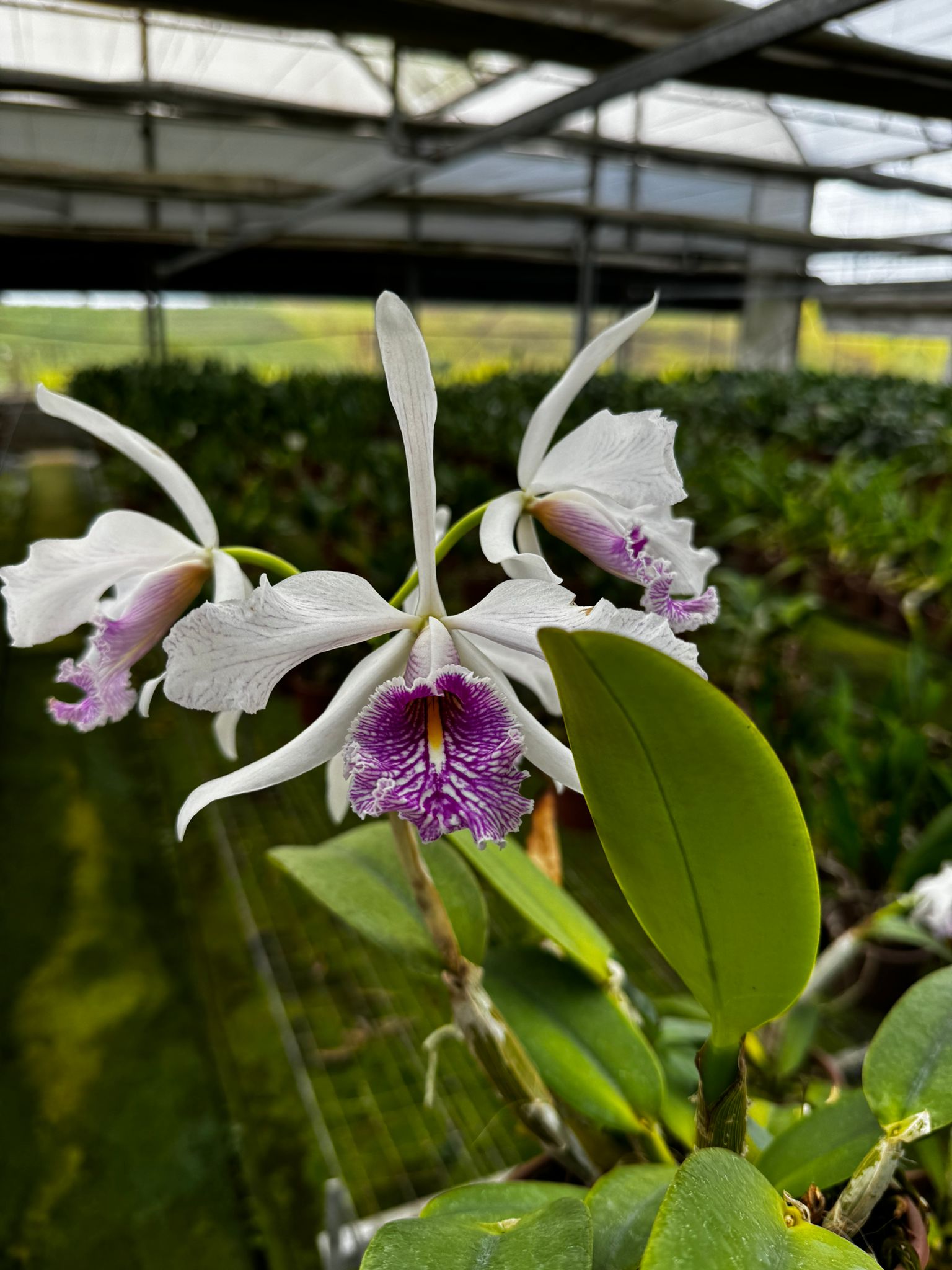 Cattleya Maxima Semi Alba x self - Adulta - Orquidário Suzuki