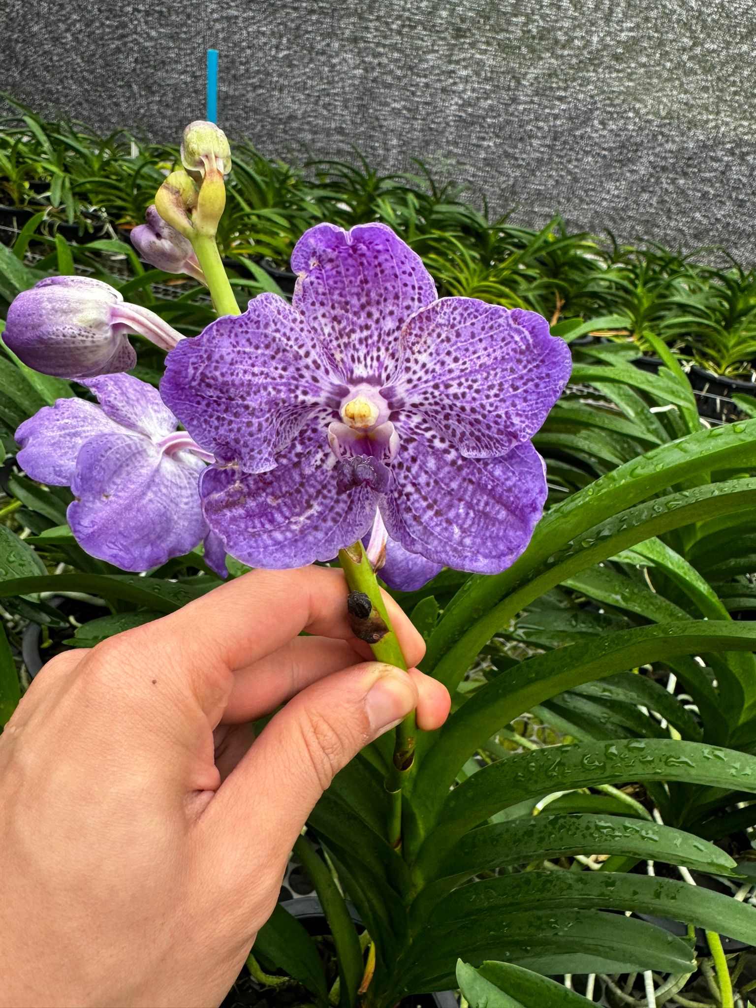 Vanda Yano Blue 'Ploenpit' - Adulta (Confirmada) - Orquidário Suzuki