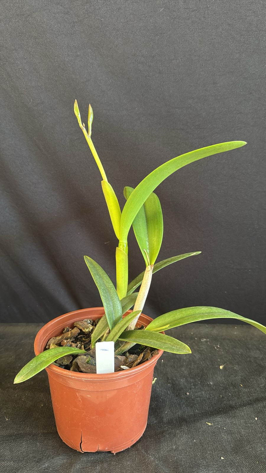 Blc. (Rodrigo Suzuki x Golden Tang) 1 - 2 Botoes - Orquidário Suzuki