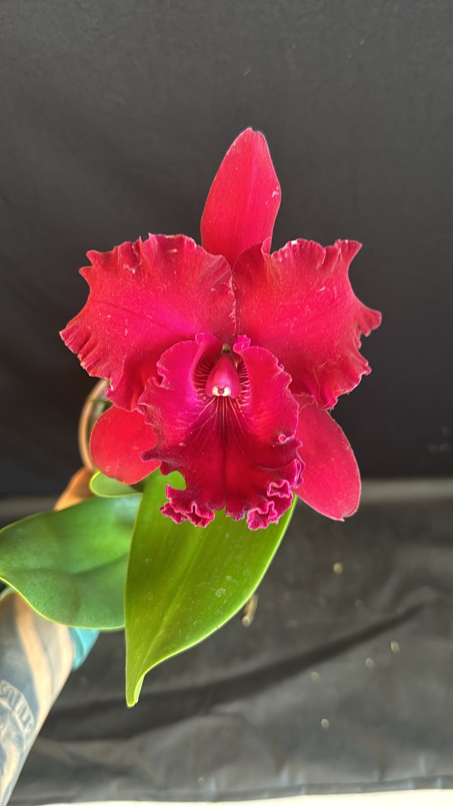 Blc. Oriental Mambo Red Ribbon - Florida - Orquidário Suzuki