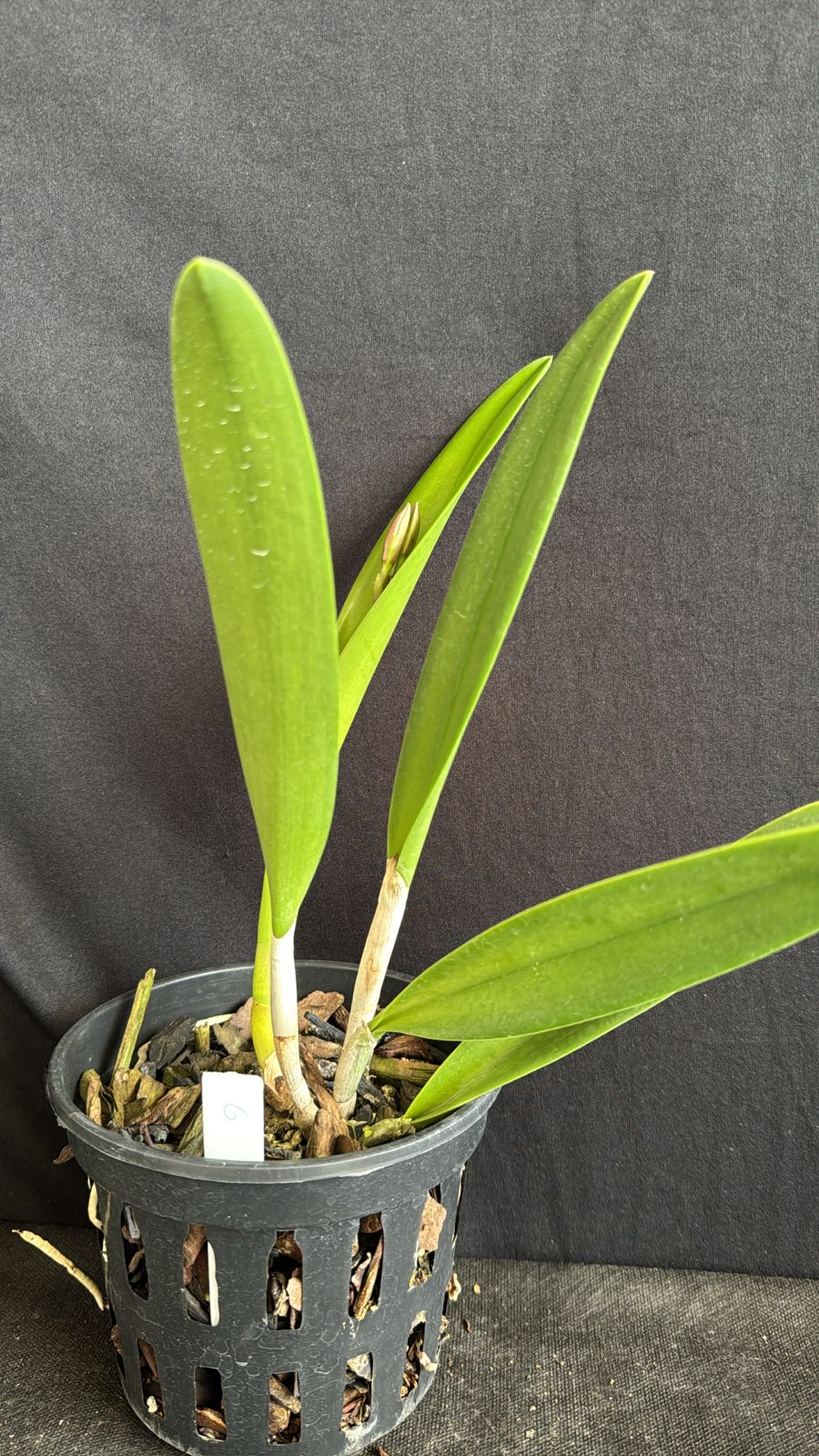 Blc. Golden Tang H&R 6 - 2 Botoes - Orquidário Suzuki