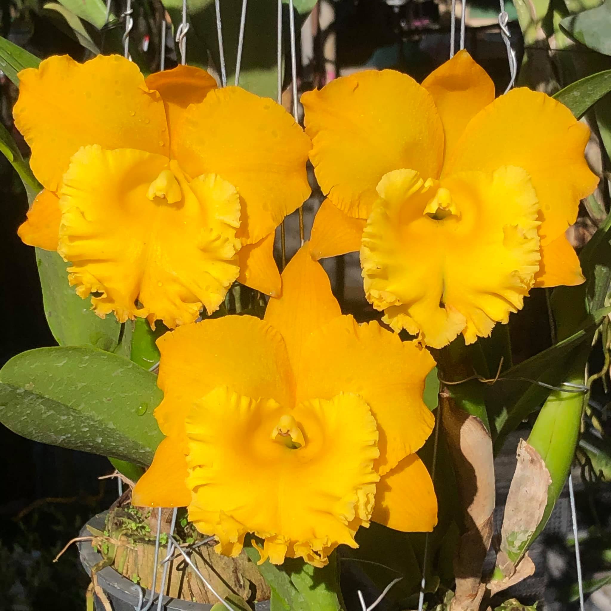 Blc. Thaksina Gold 2 - 2 Botoes - Orquidário Suzuki