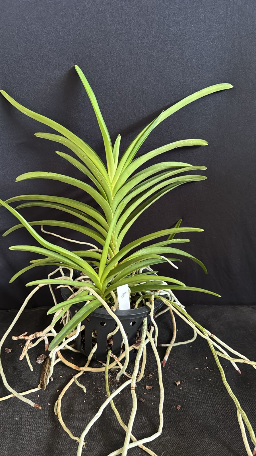 Vanda Chocolate Brown 20 - Vaso Cheio - Orquidário Suzuki