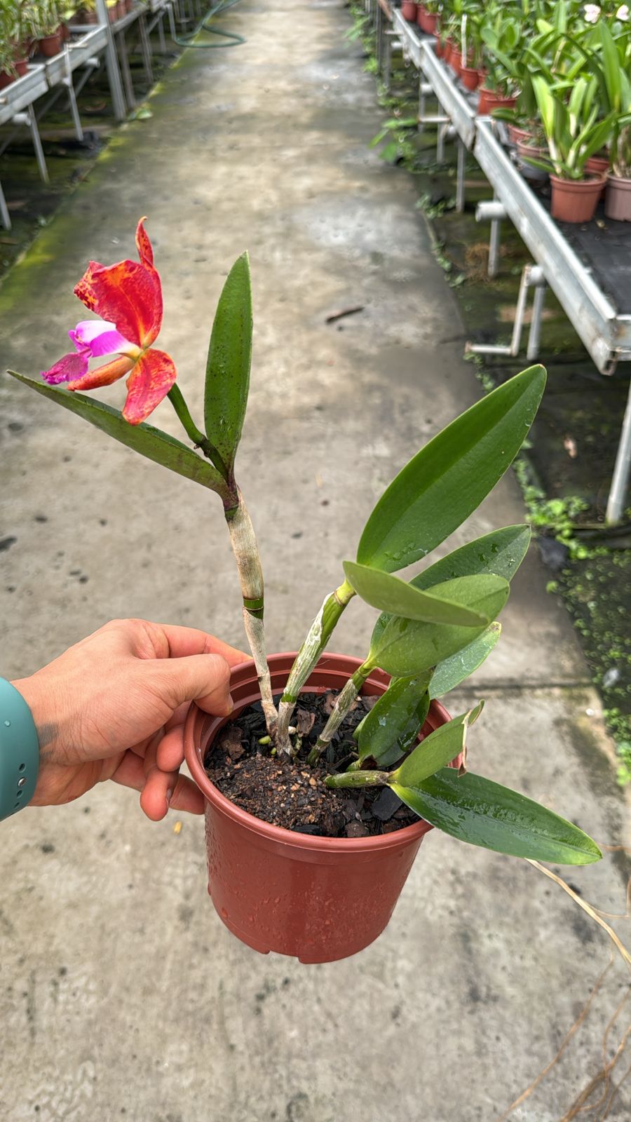 Cattleya (Royal Cognac x Rustic Spots) 1 - Florida (Cor Forte ...