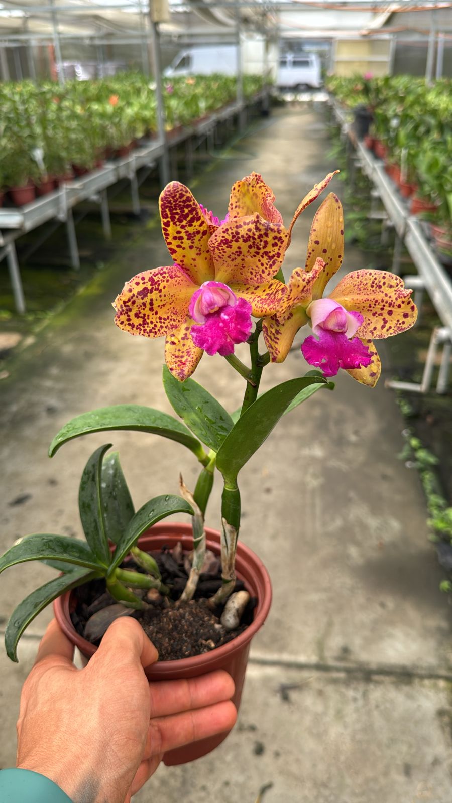 Cattleya (Royal Cognac x Rustic Spots) 2 - 3 Flores (Creme Pintalgada ...
