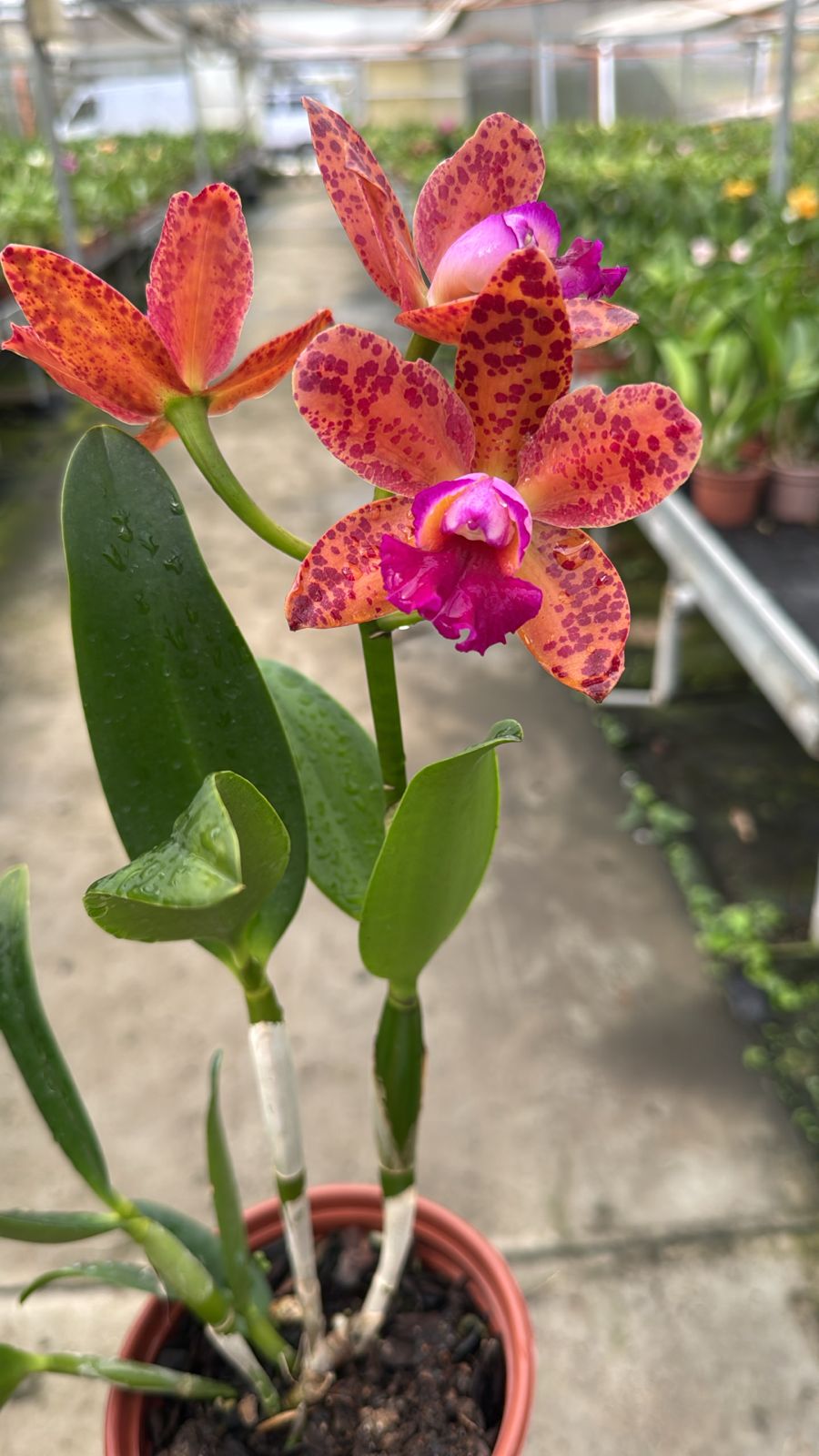 Cattleya (Royal Cognac x Rustic Spots) 3 - 3 Flores (Vermelha Pintalgada) - Orquidário Suzuki