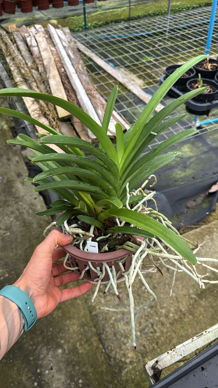 Vanda Chocolate Brown 1 - Vaso Cheio. - Orquidário Suzuki