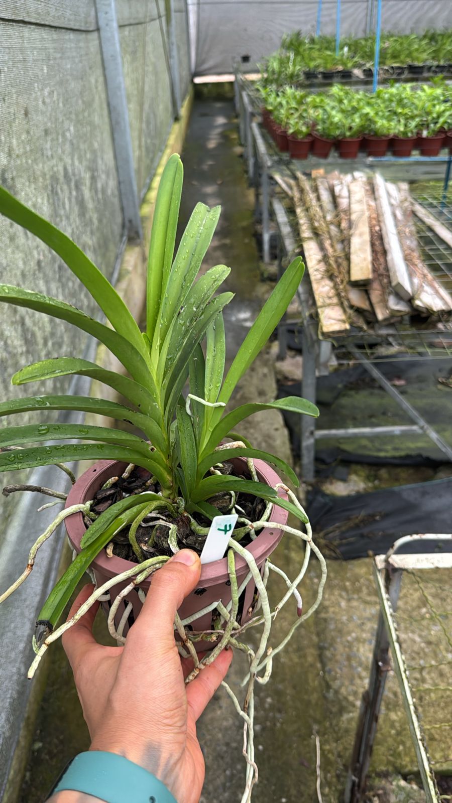 Vanda Chocolate Brown 7 - Vaso Cheio. - Orquidário Suzuki