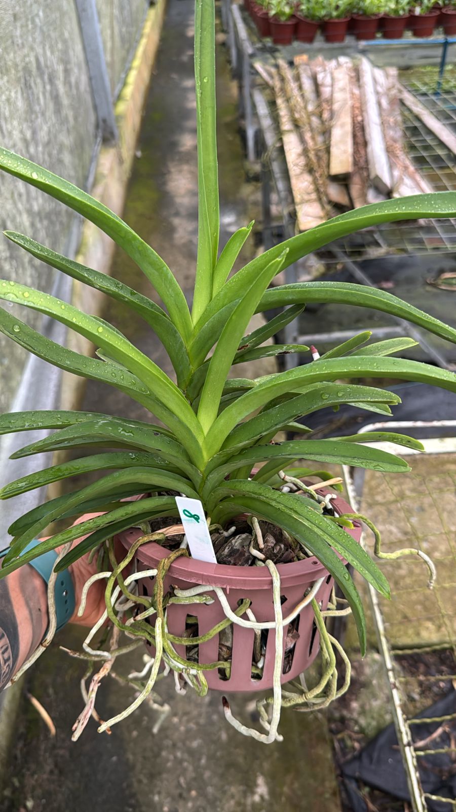 Vanda Chocolate Brown 8 - Vaso Cheio. - Orquidário Suzuki