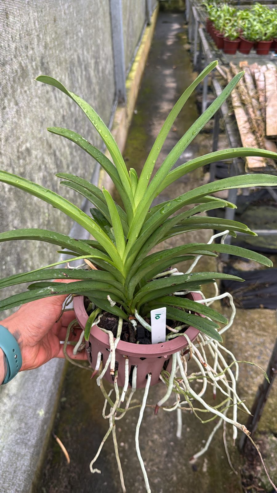 Vanda Chocolate Brown 10 - Vaso Cheio. - Orquidário Suzuki