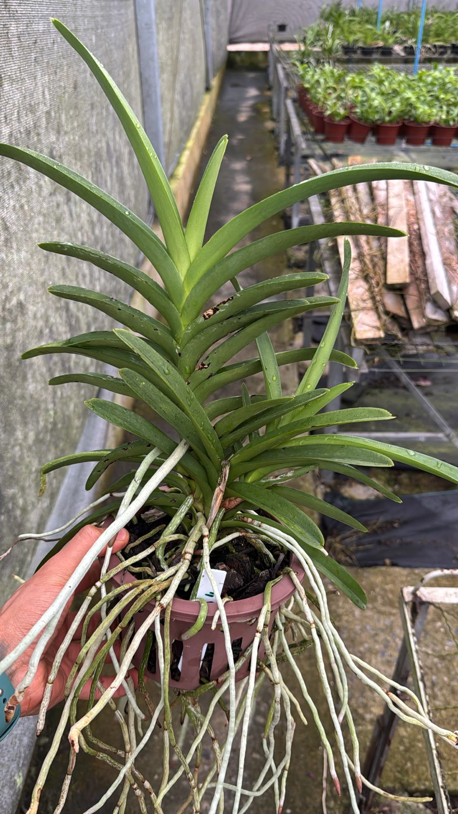 Vanda Chocolate Brown 11 - Vaso Cheio. - Orquidário Suzuki