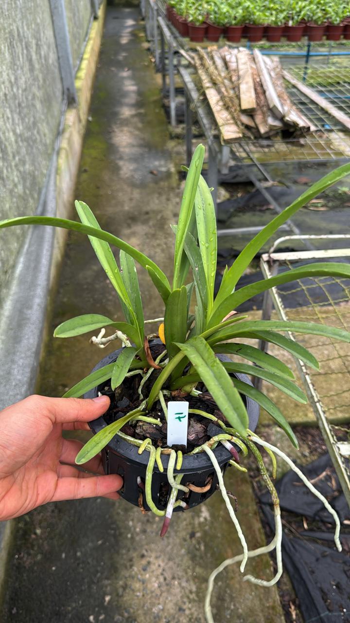 Vanda Chocolate Brown 17 - Vaso Cheio.. - Orquidário Suzuki