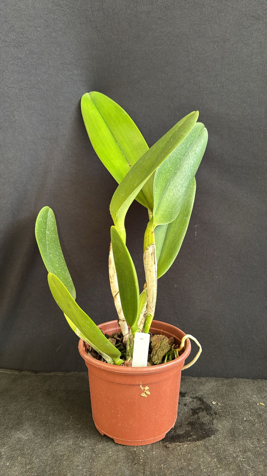 Blc. Ann Cleo Laina 1 - Vaso Unico. - Orquidário Suzuki