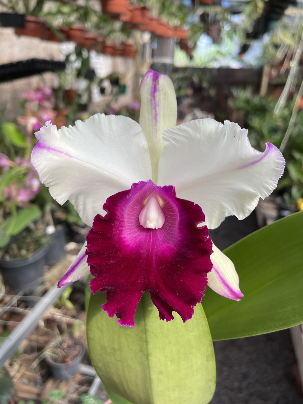 Blc. Ann Cleo Laina 1 - Vaso Unico. - Orquidário Suzuki