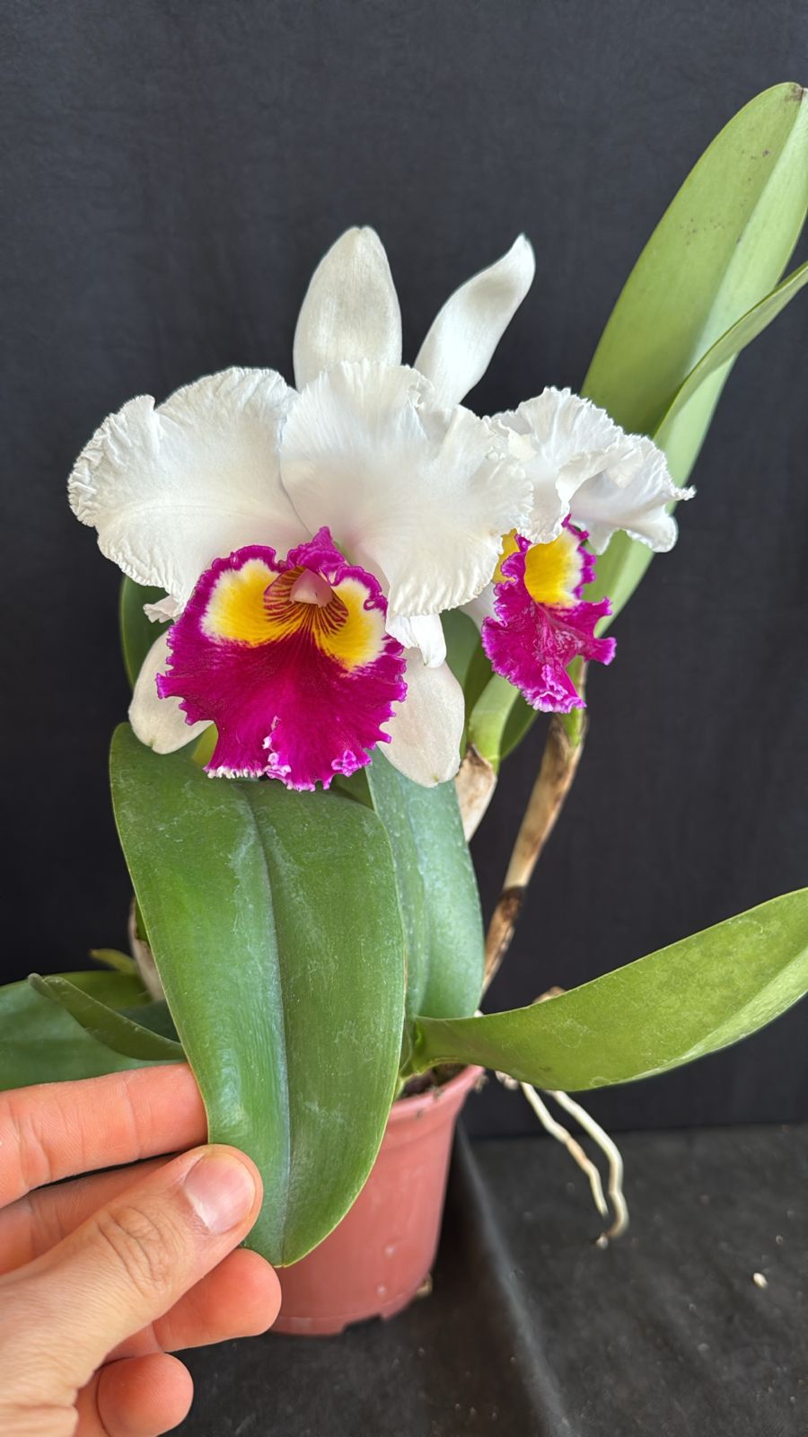 2 em 1 - Blc. Melody Fair 'Carol' + Blc. Ann Cleo Laina - Orquidário Suzuki
