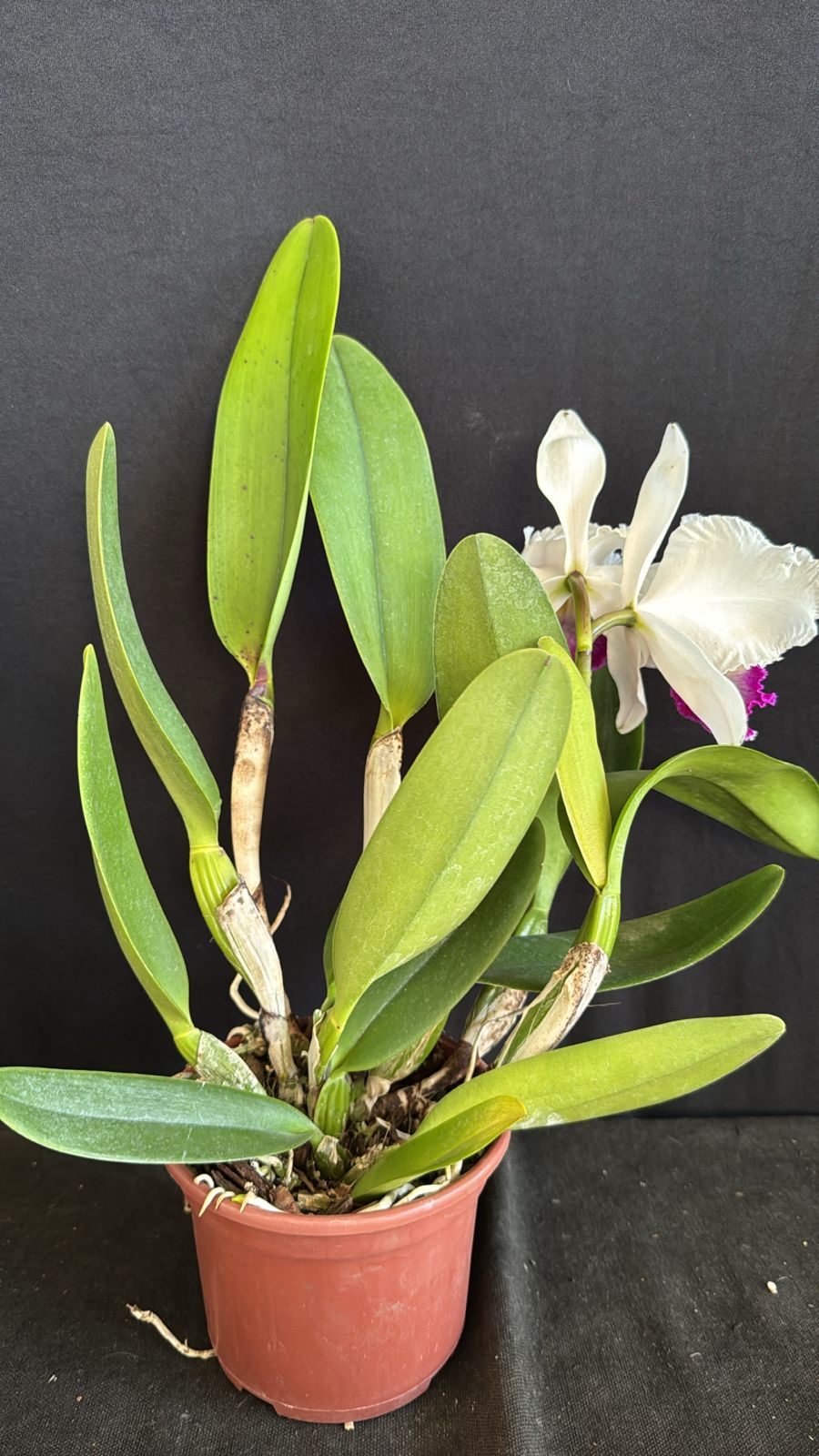 2 em 1 - Blc. Melody Fair 'Carol' + Blc. Ann Cleo Laina - Orquidário Suzuki