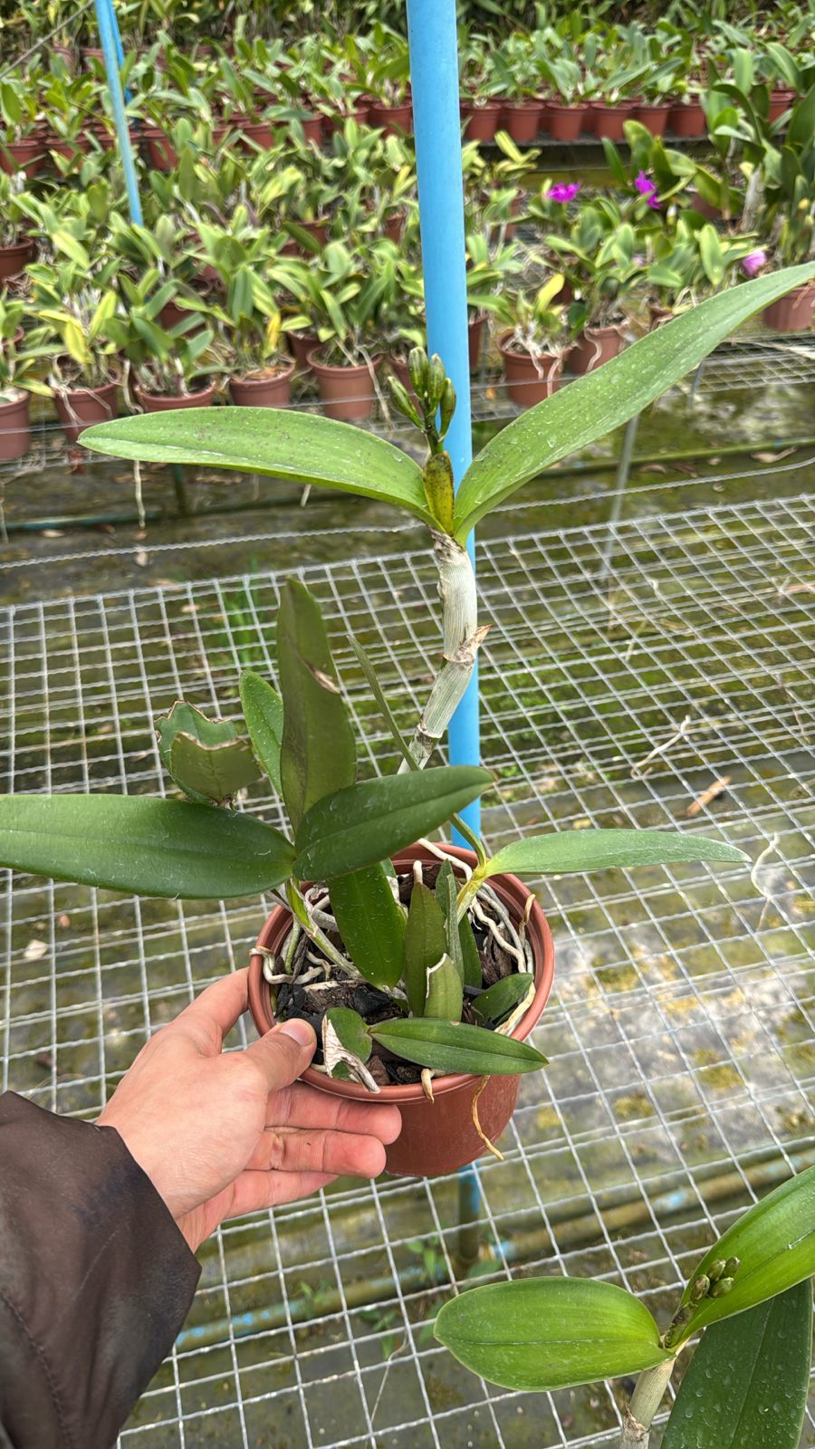 Cattleya Guttata Coerulea 1 - Botoes - Orquidário Suzuki
