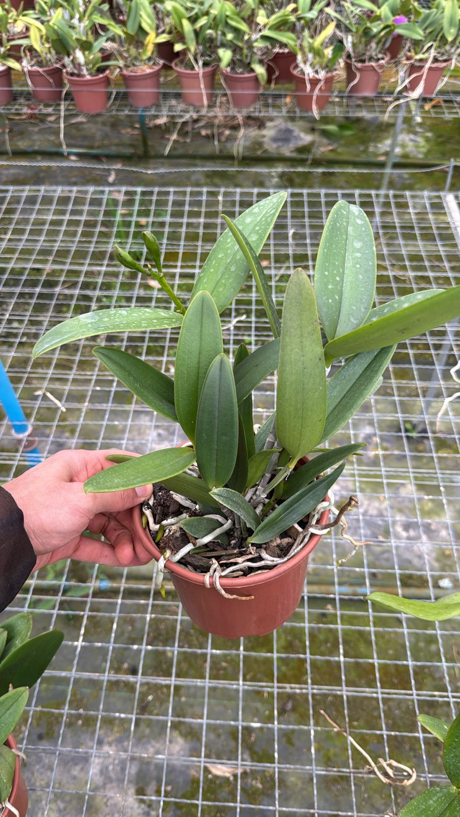 Cattleya Guttata Coerulea 4 - Botoes - Orquidário Suzuki