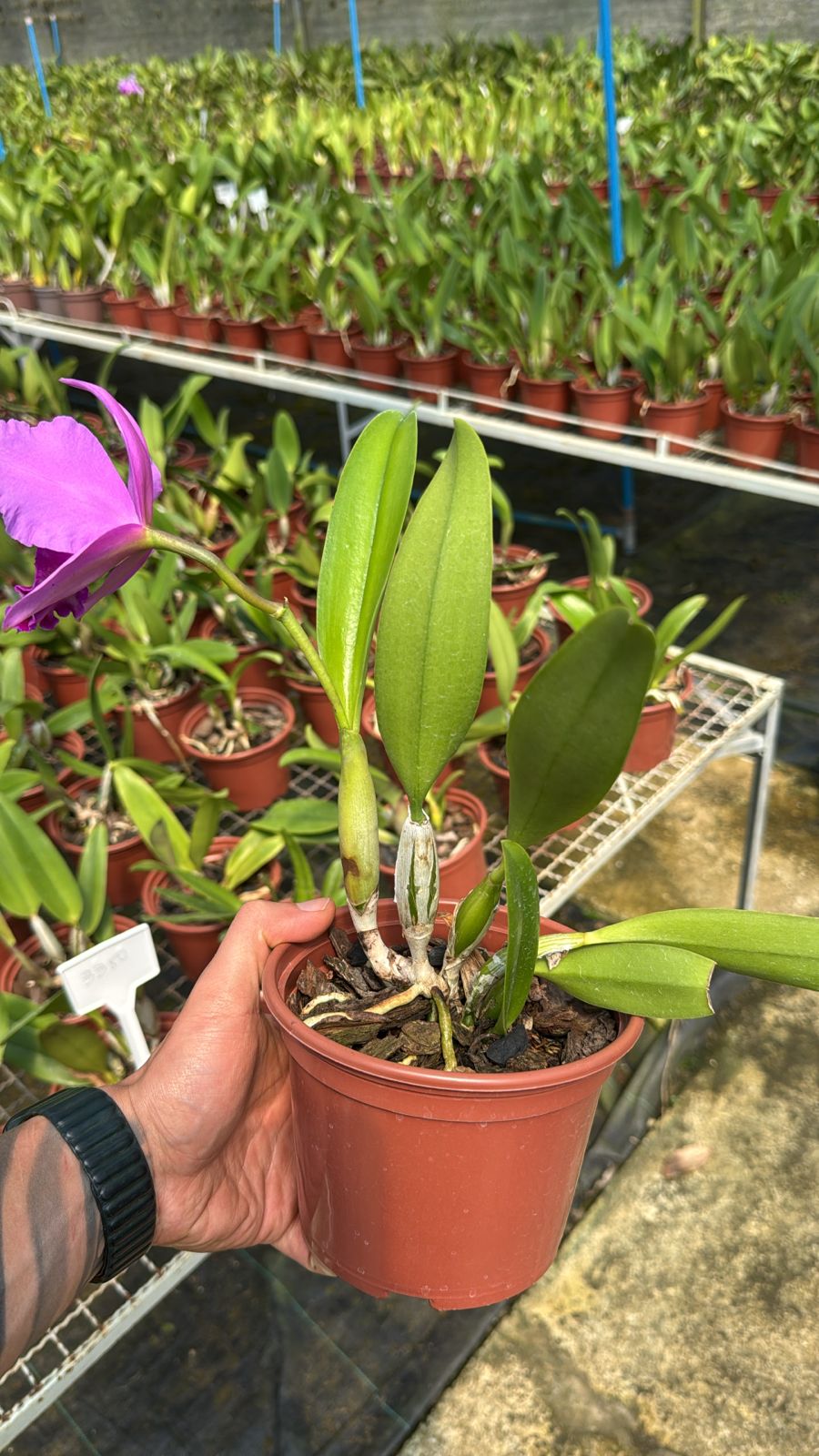 Cattleya (Percivaliana Carla Porto x Aloha Case 'Ching Hua') - Florida ...
