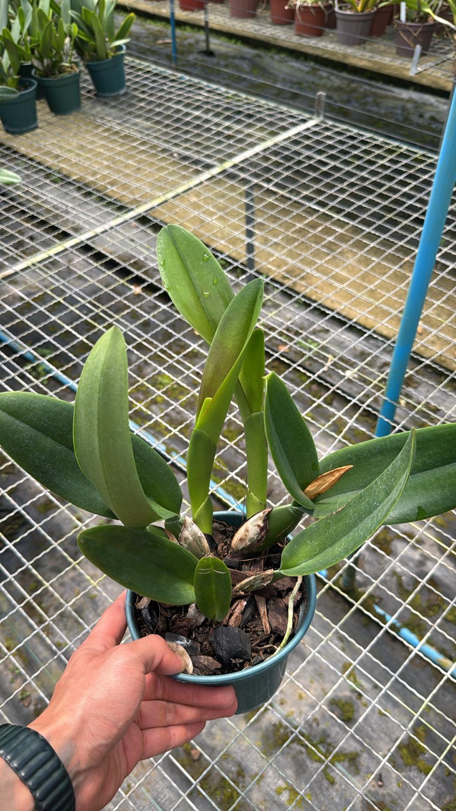 Blc. Chomthong Fancy 3 - 2 Espatas - Orquidário Suzuki