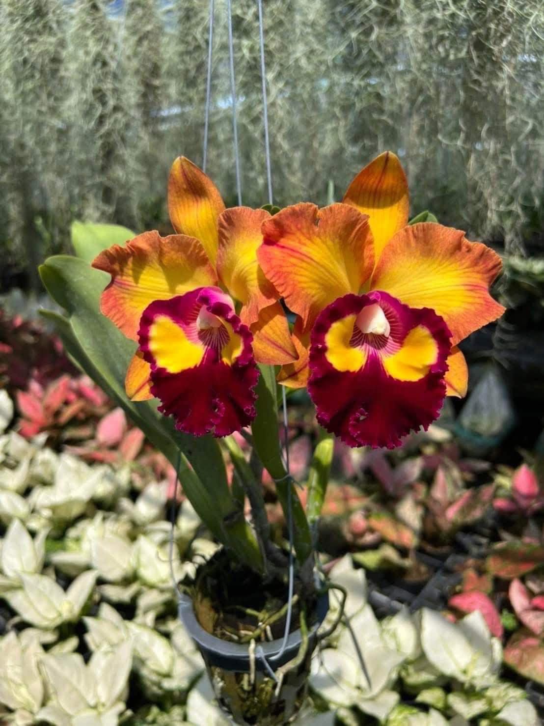 Blc. Bangkok Sunlight 1 - 2 Espatas - Orquidário Suzuki