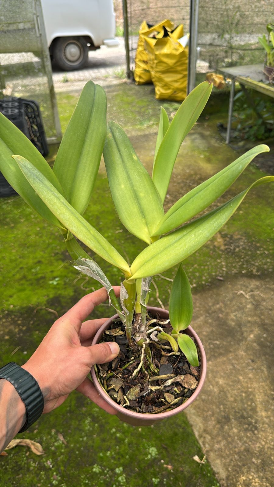 Lc. Mary Elizabeth Bohn 'Royal Flare' 3 - Vegetal - Orquidário Suzuki