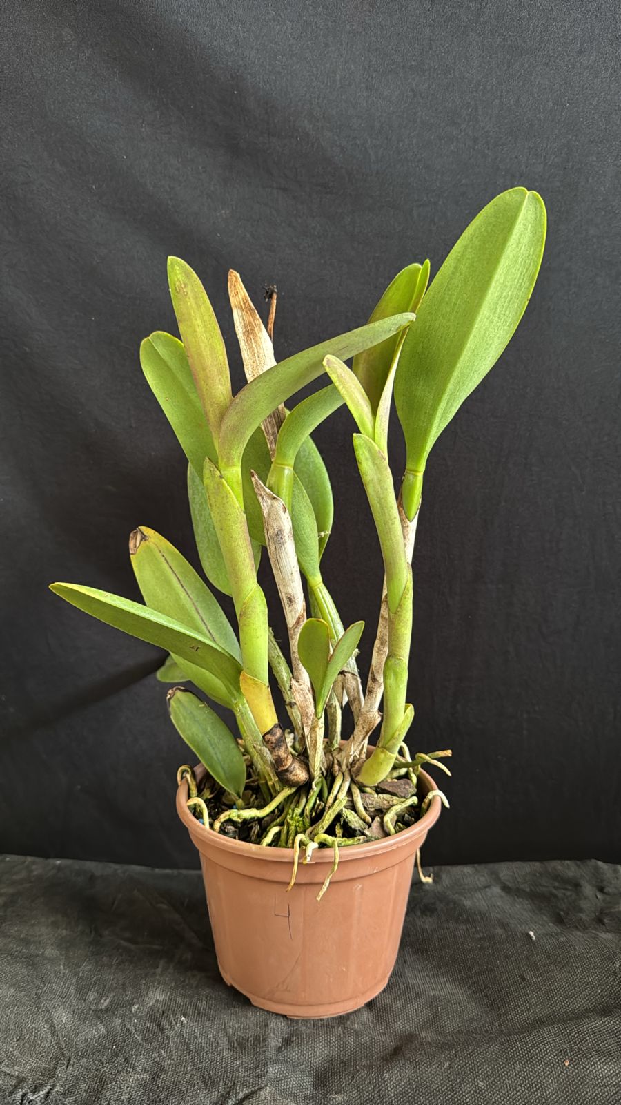 Blc. (Haw Yuan Moon x Eve Marie Barnett) 4 - 2 Espatas Florais ...